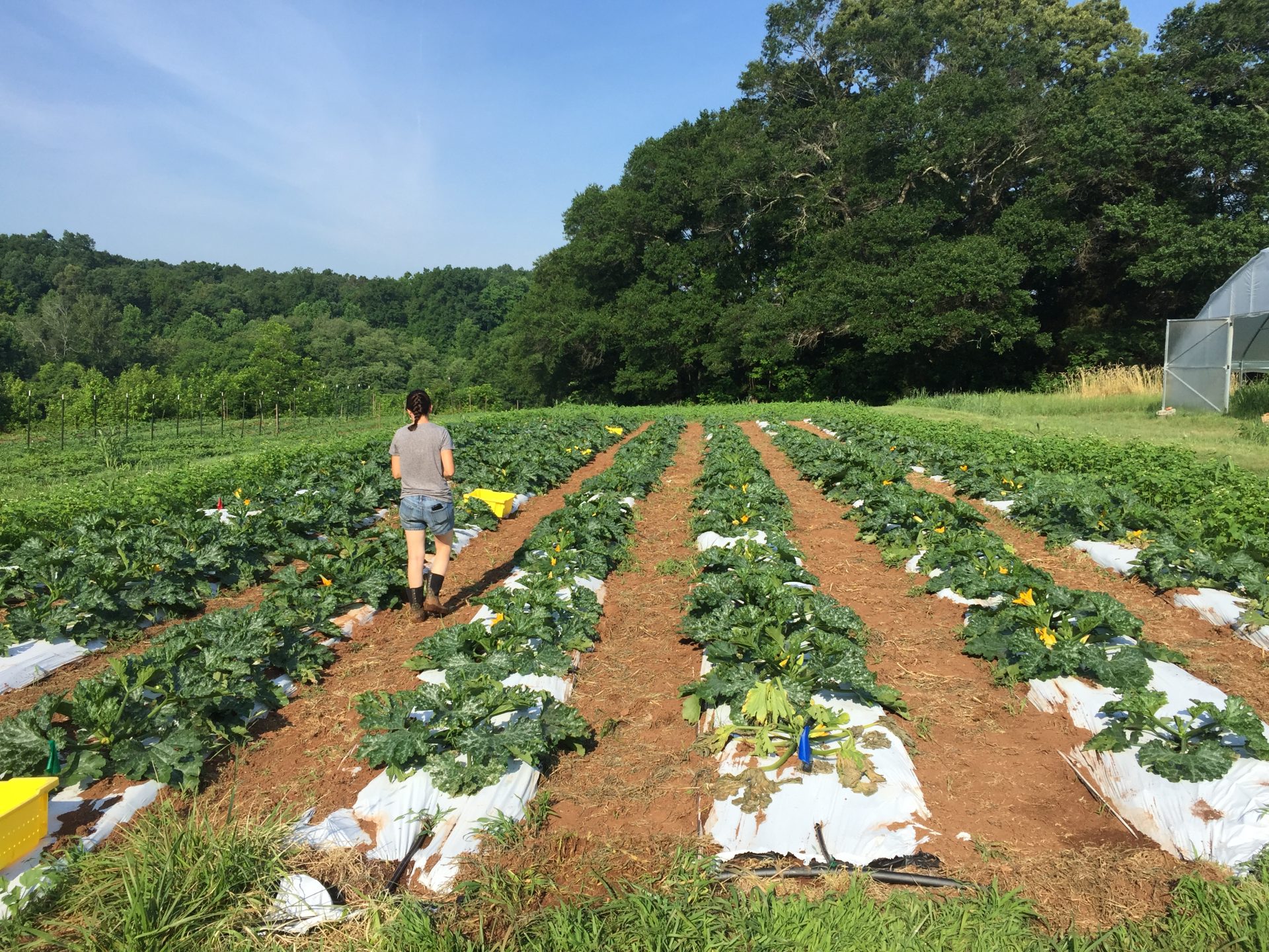 Farm Job Board - Carolina Farm Stewardship Association