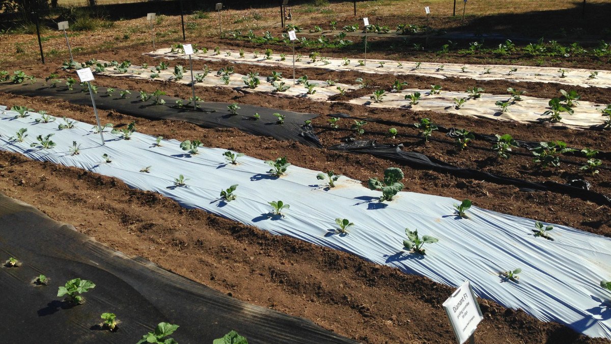 Organic Weed Management for Diversified Farms | Session 3: Effective ...